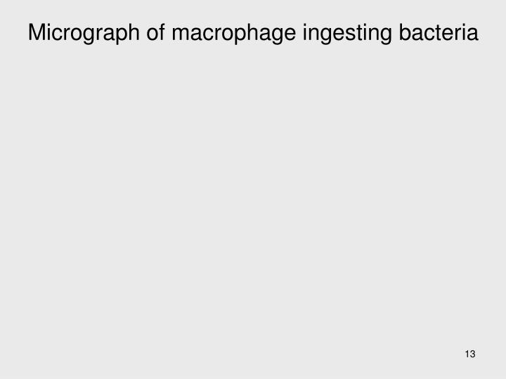 PPT - Lecture #12 – Animal Immune Systems PowerPoint Presentation - ID ...