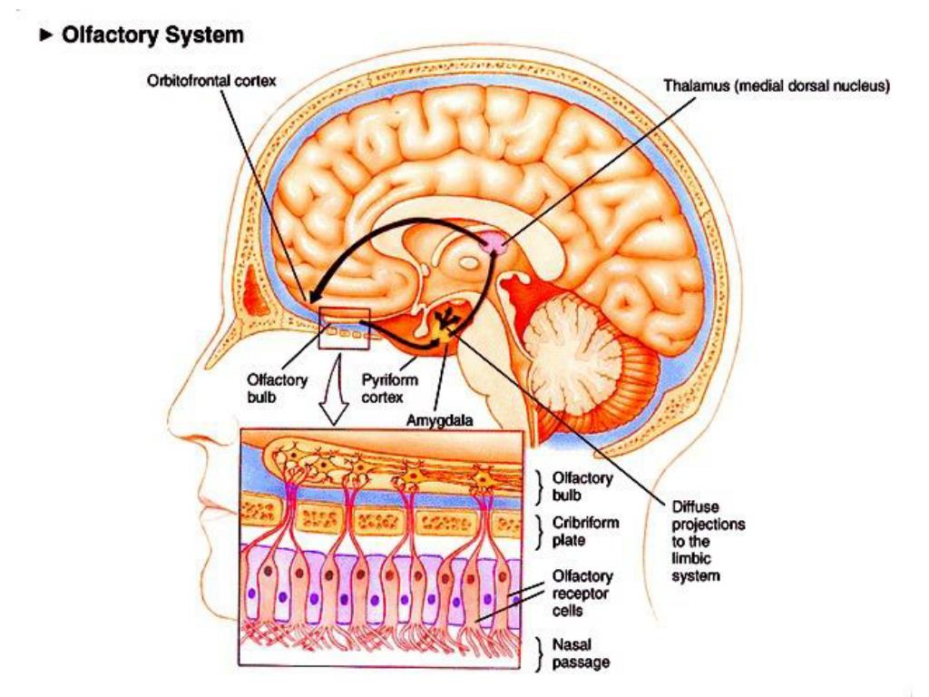Ppt Olfactory Pathway Powerpoint Presentation Free Download Id 3107907