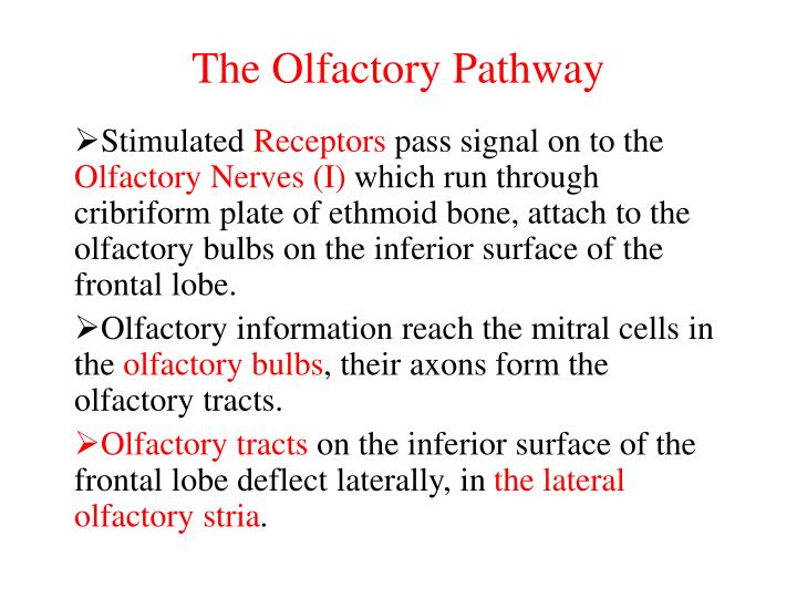 PPT - Olfactory pathway PowerPoint Presentation - ID:3107907