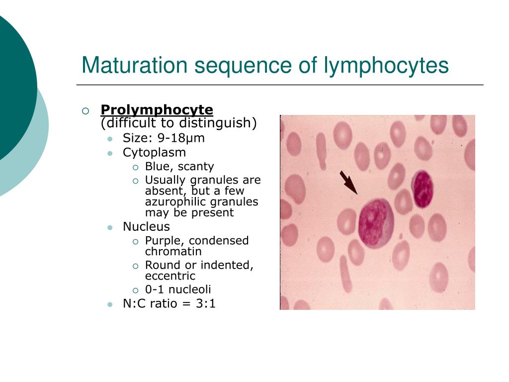 PPT - MLAB 1415- Hematology Keri Brophy-Martinez PowerPoint ...