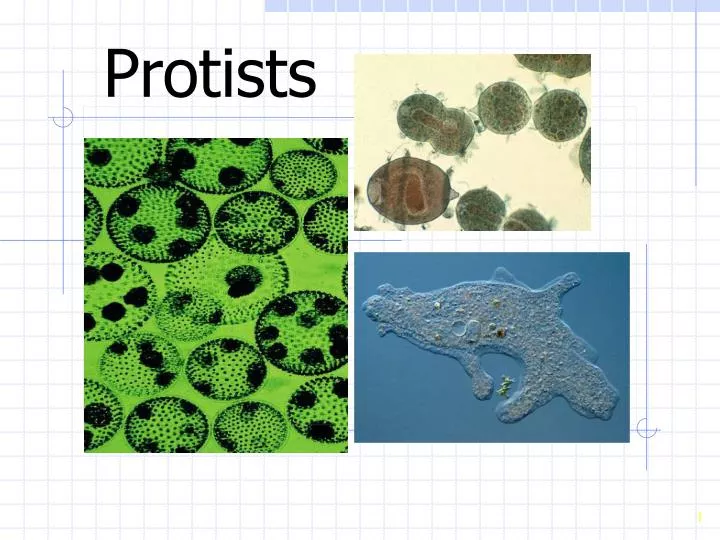 PPT - Protists PowerPoint Presentation, free download - ID:3109405