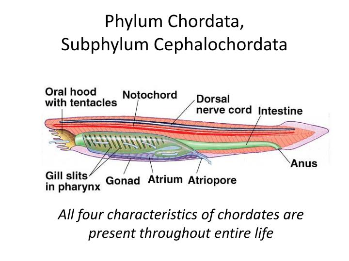 PPT - Phylum Chordata , Subphylum Cephalochordata PowerPoint ...