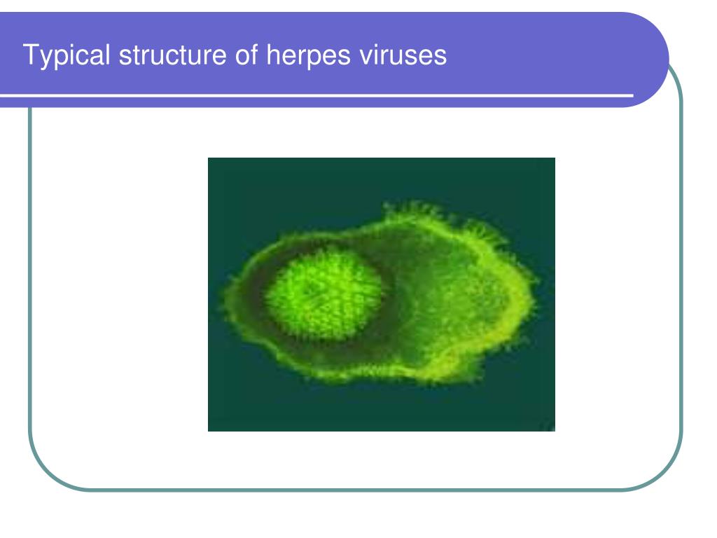 PPT - Viral infection of the skin & mucous membrane PowerPoint ...