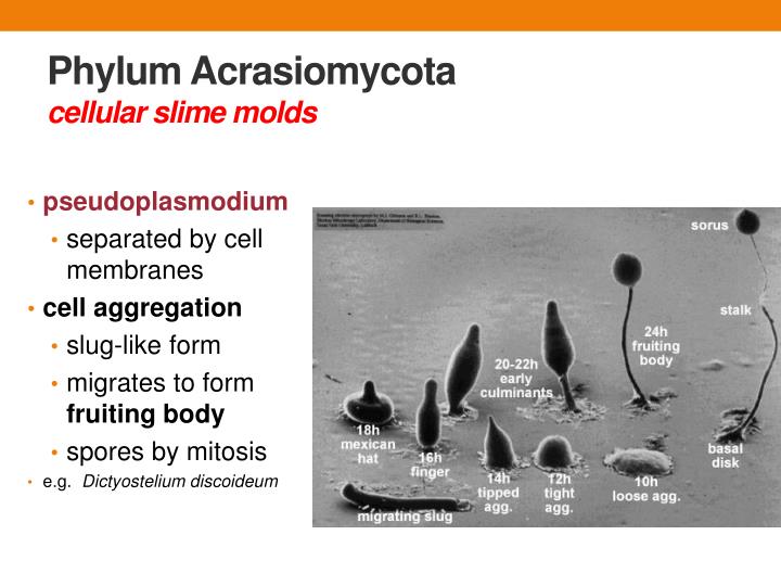 PPT - FUNGUS-LIKE PROTISTS PowerPoint Presentation - ID:3109999