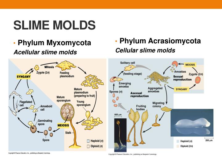 PPT - FUNGUS-LIKE PROTISTS PowerPoint Presentation - ID:3109999