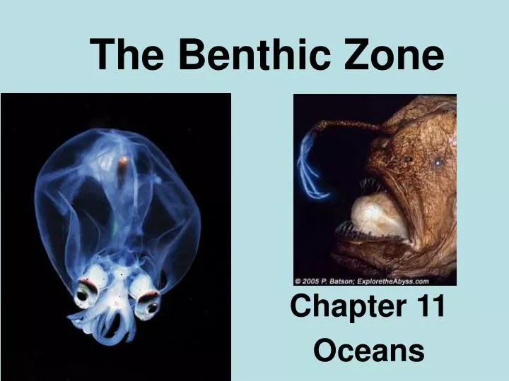 PPT - The Benthic Zone PowerPoint Presentation, free download - ID:3110399