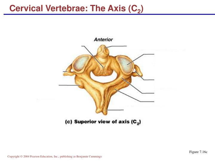 PPT - Skull: Anterior View PowerPoint Presentation - ID:3111414
