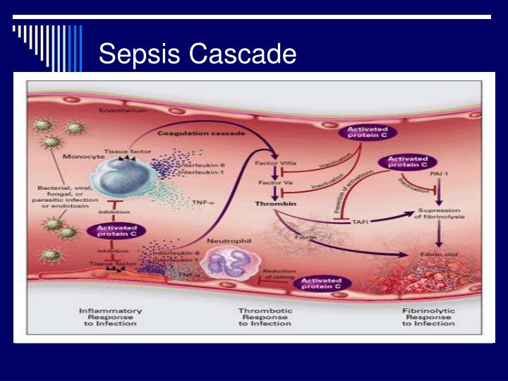 PPT - Systemic Inflammatory Response Syndrome (SIRS) PowerPoint ...