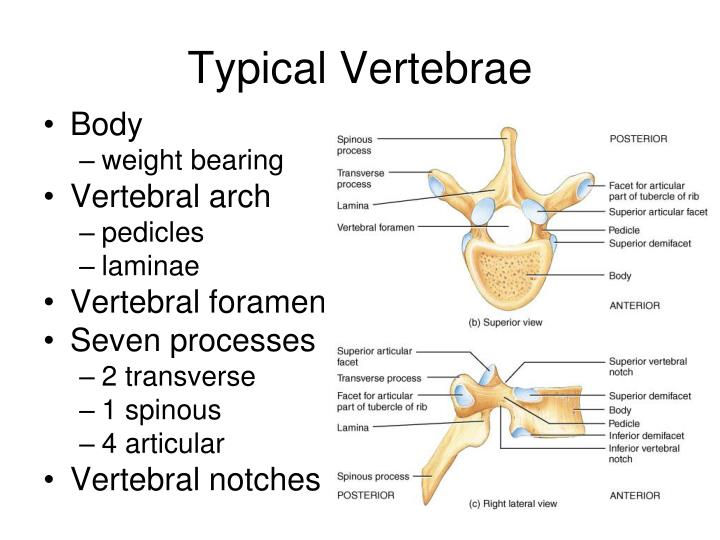 PPT - SKELETAL SYSTEM PowerPoint Presentation - ID:3112105
