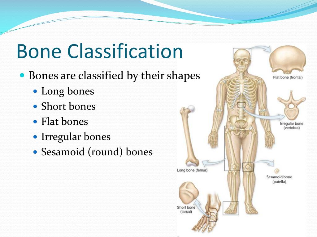 PPT Skeletal System PowerPoint Presentation Free Download ID 3112109