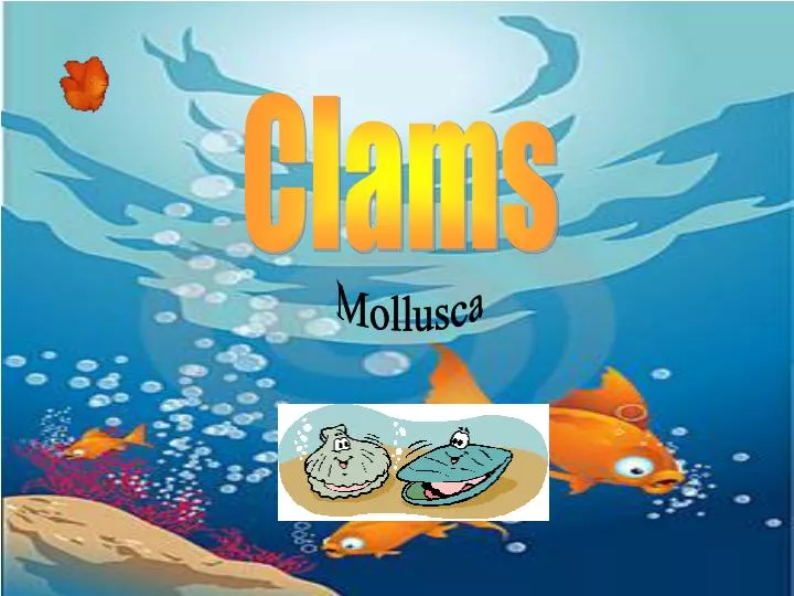 PPT - Clams PowerPoint Presentation, free download - ID:3112154