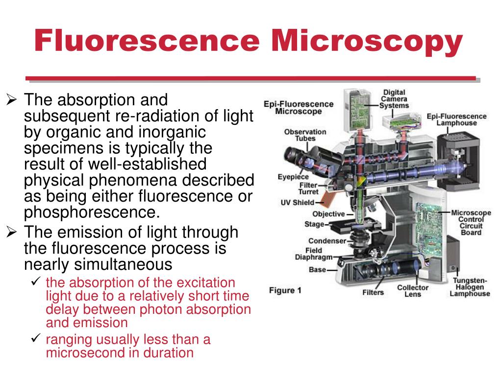 PPT - Plant and Mammalian Tissue Culture PowerPoint Presentation, free ...