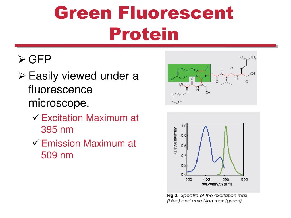 PPT - Plant and Mammalian Tissue Culture PowerPoint Presentation, free ...