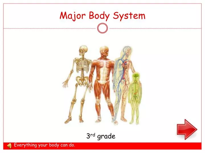 PPT - Major Body System PowerPoint Presentation, free download - ID:3112292