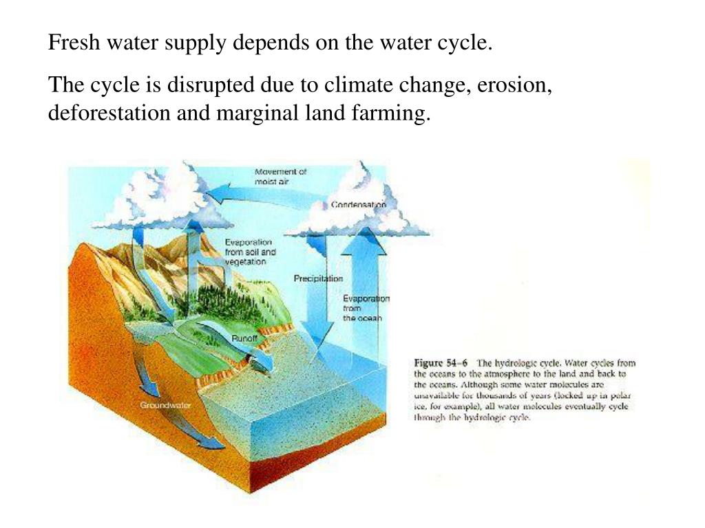 PPT - Food Supply and Water as Limiting Factors PowerPoint Presentation ...
