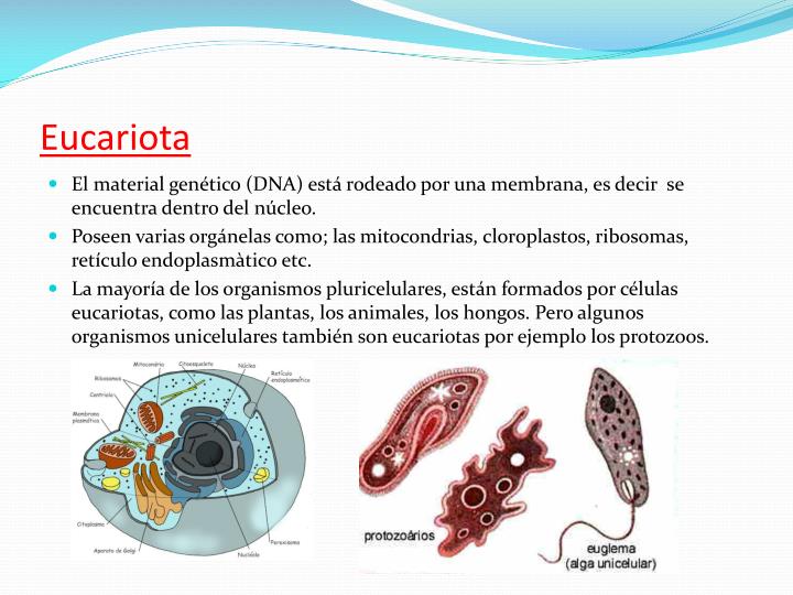 PPT - ¿Por cuantas células están formados los organismos Unicelulares y ...