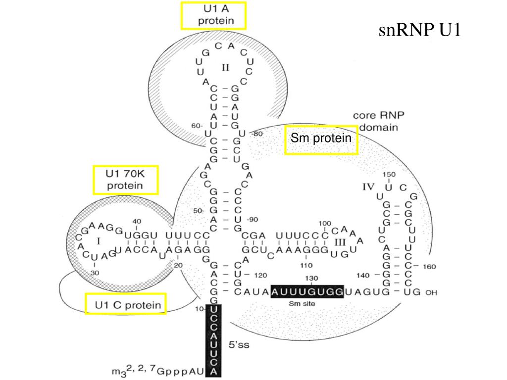 PPT - Lo splicing dell’RNA definizione importanza predizione PowerPoint ...