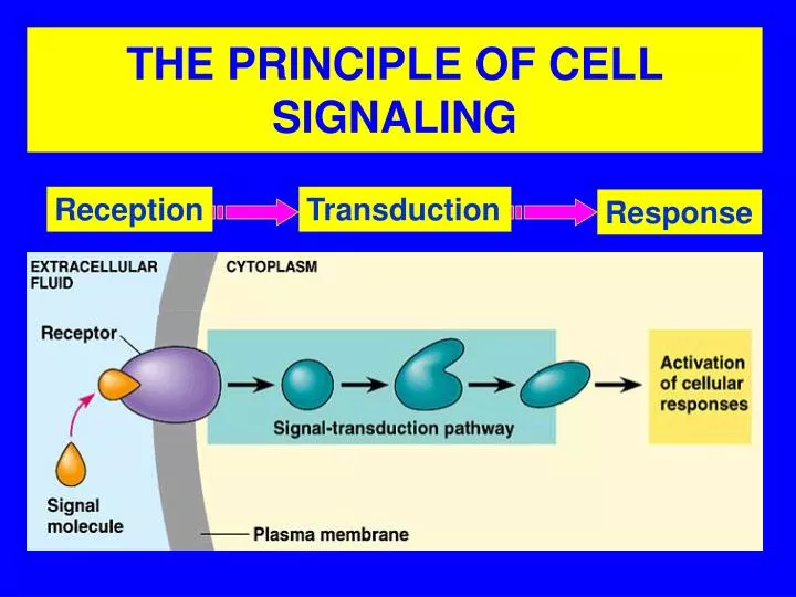 Types Of Cell Signaling Pathways at Sofia Gellatly blog Types Of Cell Signaling Pathways at Sofia Gellatly blog