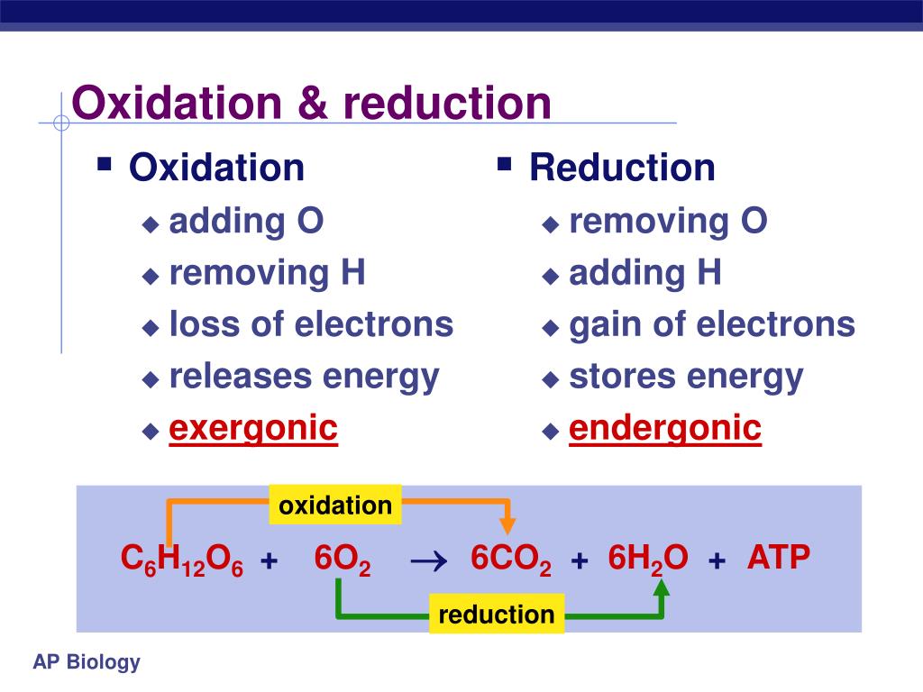 PPT - Cellular Respiration Harvesting Chemical Energy PowerPoint ...