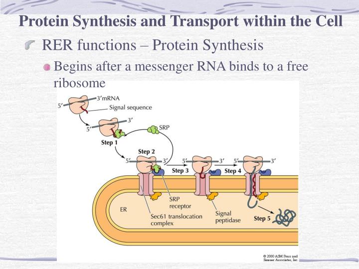 PPT - The Endomembrane System Membrane organelles – a dynamic ...
