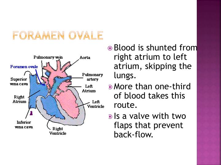 PPT - Development of the AORTIC ARCHES PowerPoint Presentation - ID:3115058
