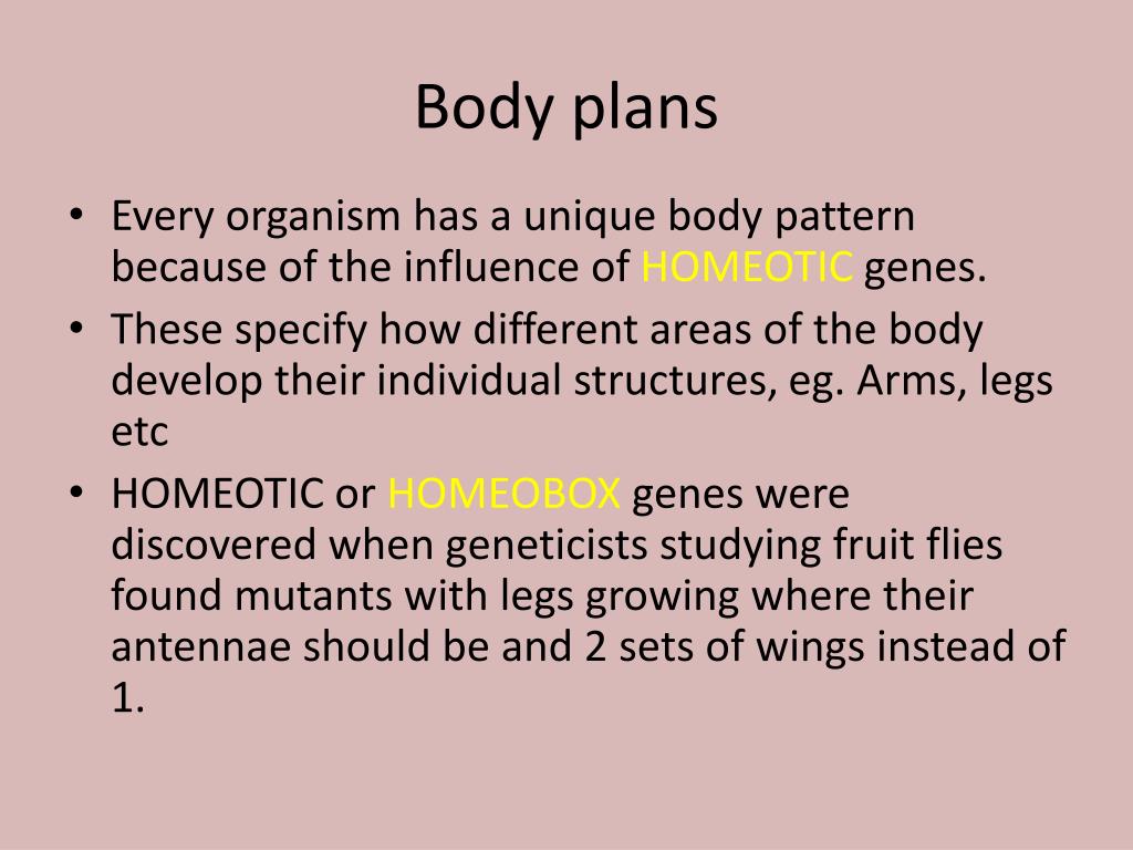 PPT - Homeobox Genes PowerPoint Presentation, free download - ID:3115290