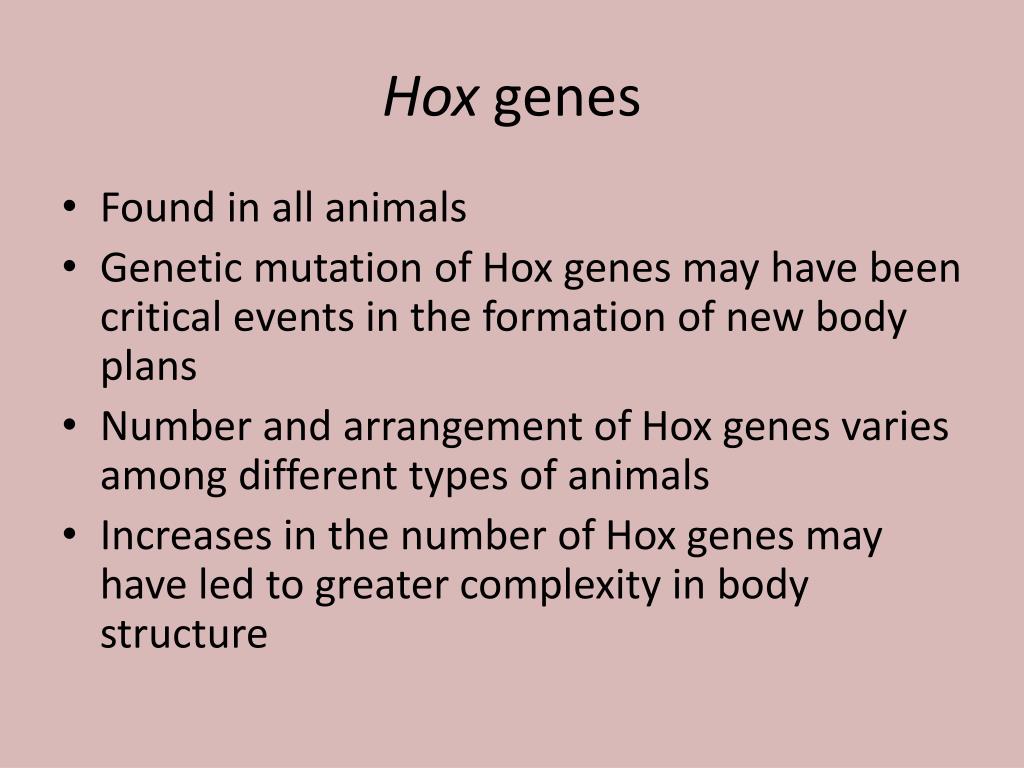 PPT - Homeobox Genes PowerPoint Presentation, free download - ID:3115290
