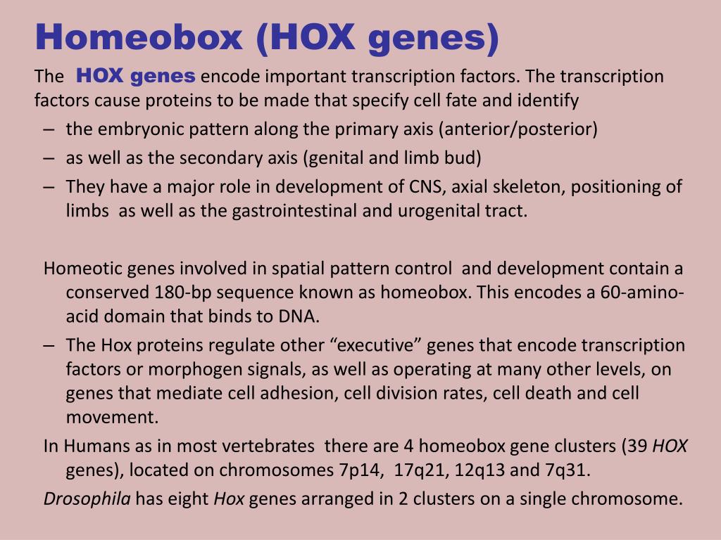 PPT - Homeobox Genes PowerPoint Presentation, free download - ID:3115290