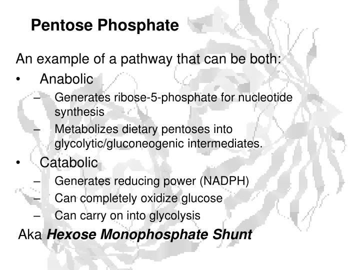 PPT - Pentose Phosphate PowerPoint Presentation - ID:3115345