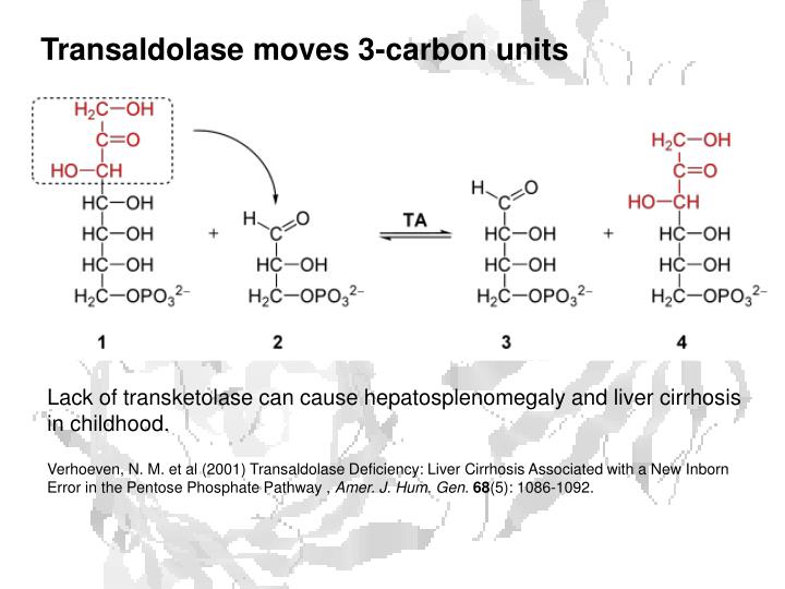 PPT - Pentose Phosphate PowerPoint Presentation - ID:3115345