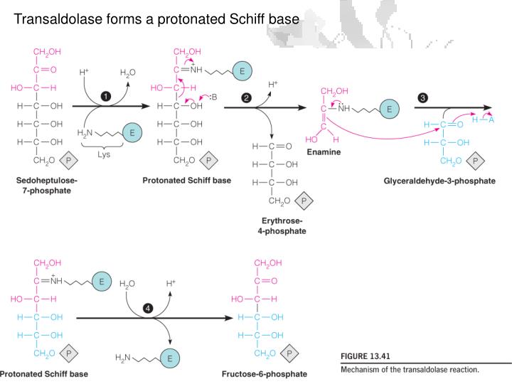 PPT - Pentose Phosphate PowerPoint Presentation - ID:3115345