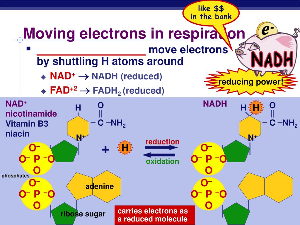 PPT - Cellular Respiration Harvesting Chemical Energy PowerPoint ...