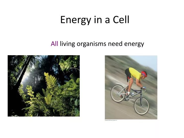 PPT - Energy in a Cell PowerPoint Presentation, free download - ID:3115454