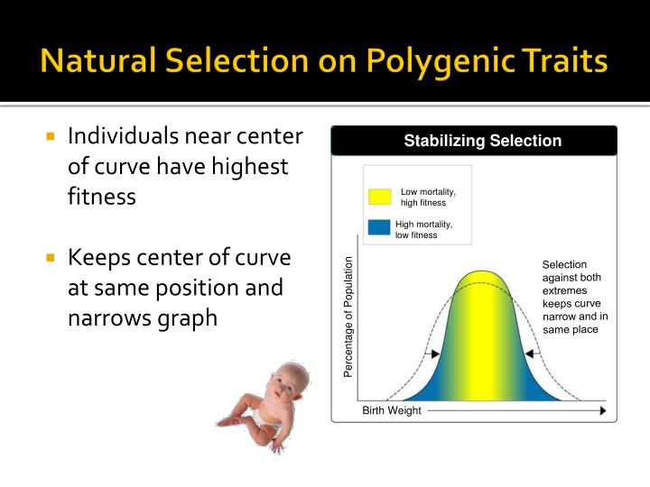 PPT - Ch. 16- Genes and Variation PowerPoint Presentation - ID:3115532