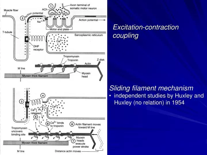 PPT - Excitation-contraction coupling PowerPoint Presentation, free ...