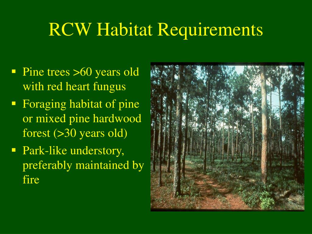 PPT - Louisiana Statewide Red-cockaded Woodpecker Safe Harbor Program ...