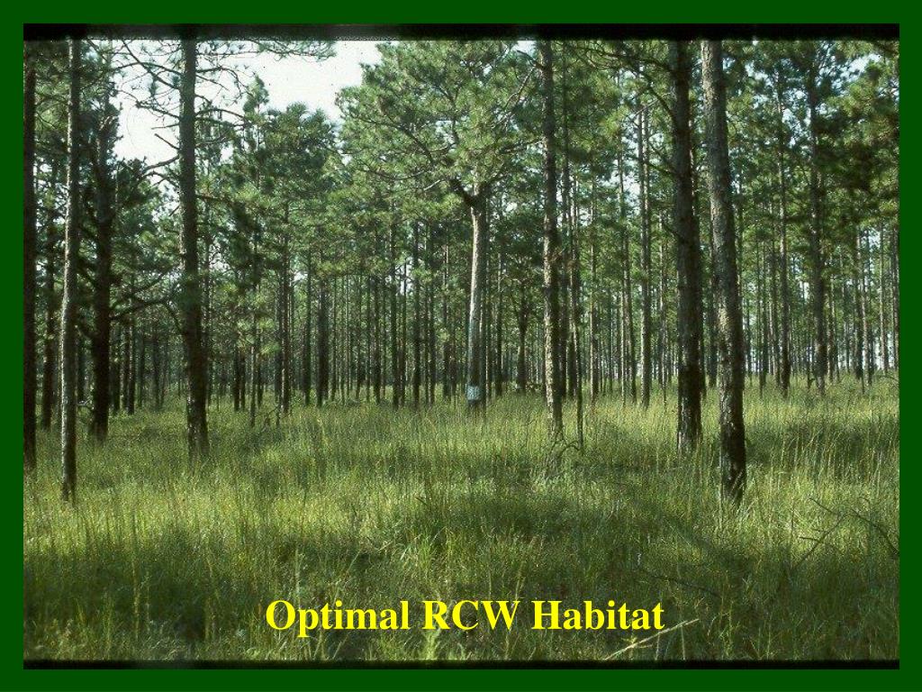 PPT - Louisiana Statewide Red-cockaded Woodpecker Safe Harbor Program ...