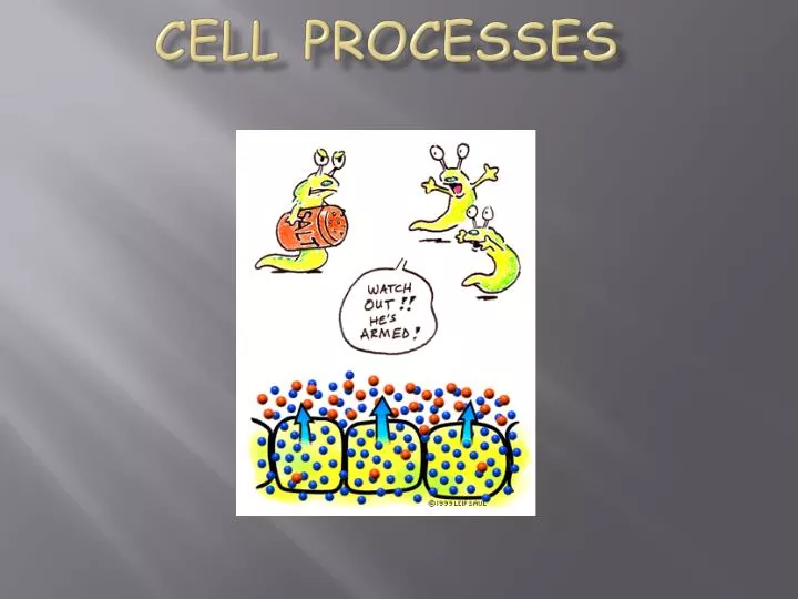 PPT - Cell Processes PowerPoint Presentation, free download - ID:3115678
