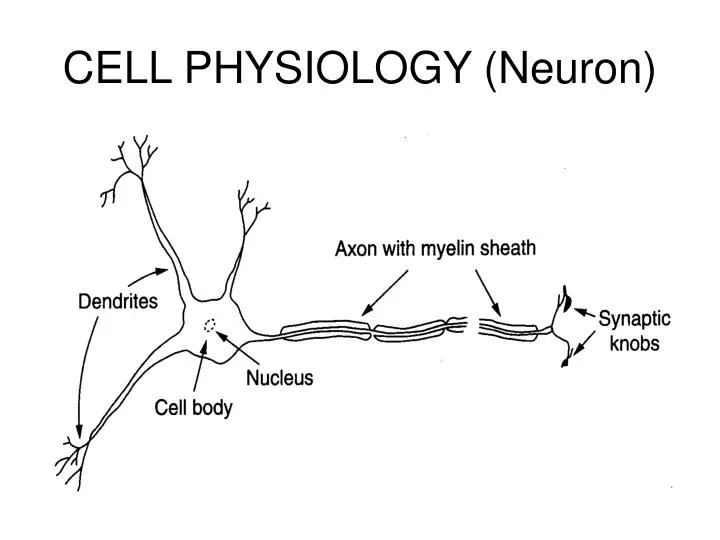 PPT - CELL PHYSIOLOGY (Neuron) PowerPoint Presentation, free download ...