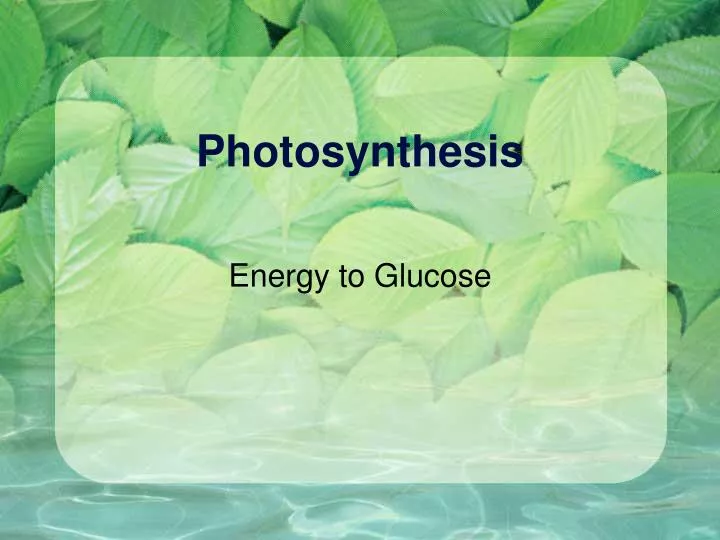 PPT - Photosynthesis PowerPoint Presentation, free download - ID:3116051