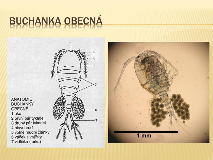 PPT - Podkmen: Korýši ( Crustacea ) PowerPoint Presentation - ID:3116099