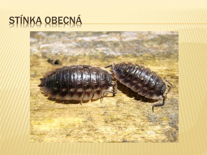 PPT - Podkmen: Korýši ( Crustacea ) PowerPoint Presentation - ID:3116099