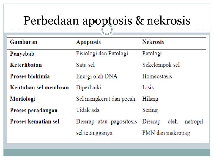 PPT - APOPTOSIS & NEKROSIS PowerPoint Presentation - ID:3116113