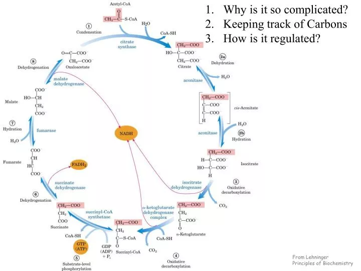 PPT - From Lehninger Principles of Biochemistry PowerPoint Presentation ...