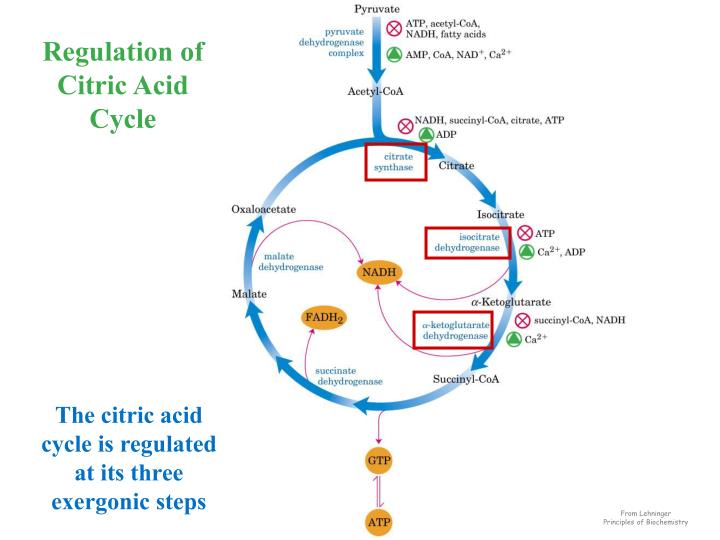 PPT - From Lehninger Principles of Biochemistry PowerPoint Presentation ...
