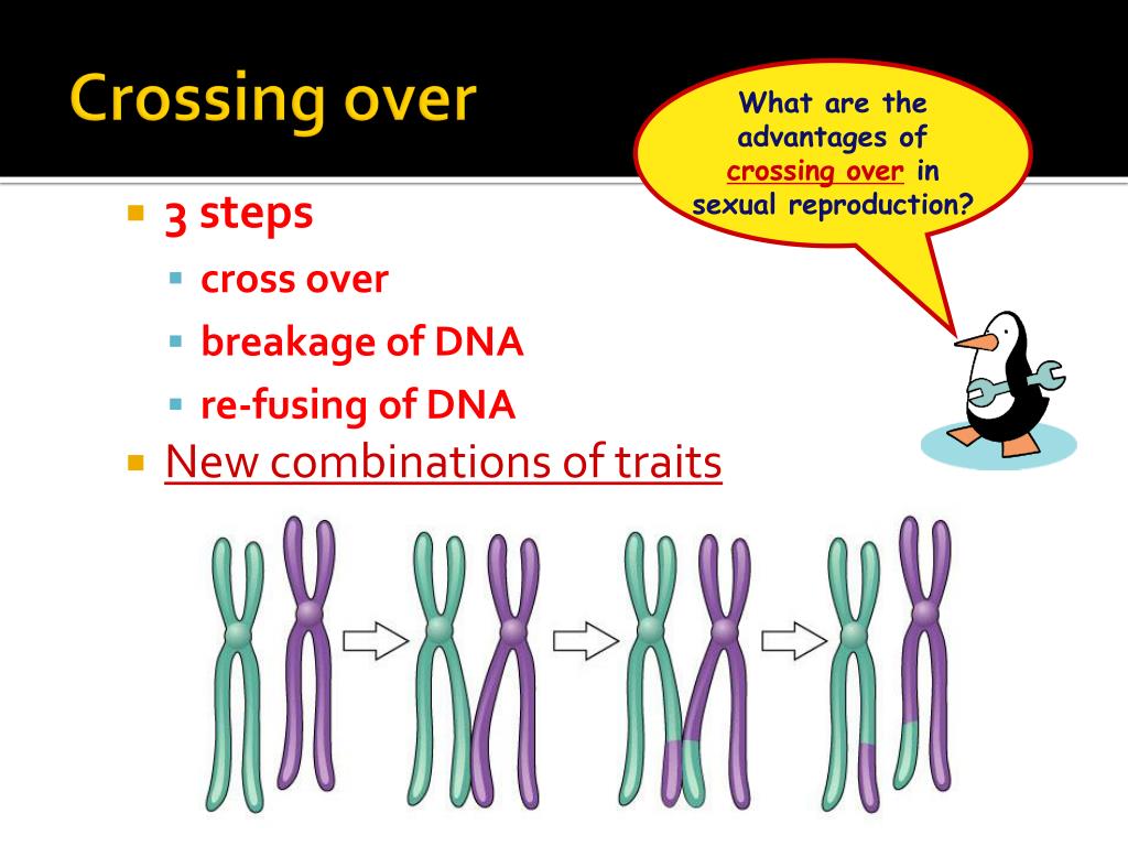 PPT - Meiosis and Sexual Reproduction, pp.94-95 PowerPoint Presentation ...