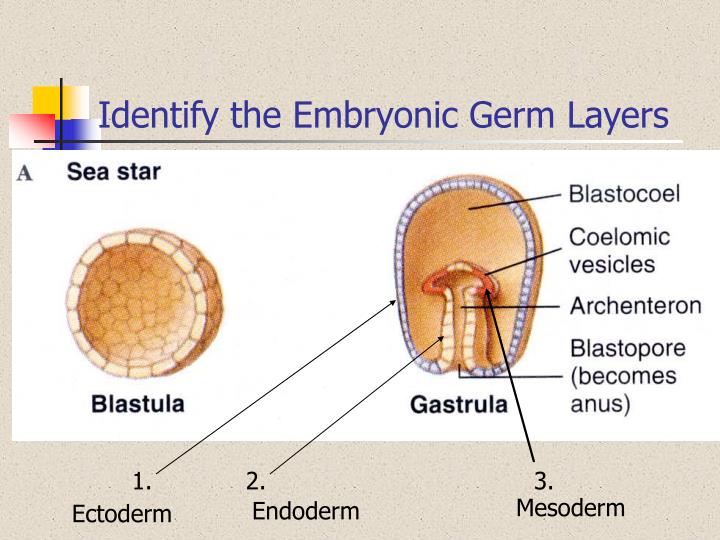 PPT - Kingdom?\_\_\_\_\_ Phylum?\_\_\_\_\_ PowerPoint Presentation - ID ...