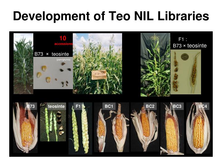 PPT - Development and Characterization of Maize-Teosinte Introgression ...