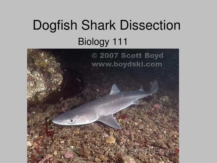 PPT - Dogfish Shark Dissection PowerPoint Presentation, free download ...