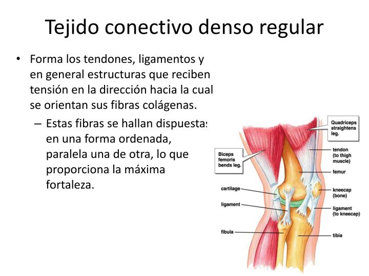 PPT - Tejido Conectivo PowerPoint Presentation - ID:3118133